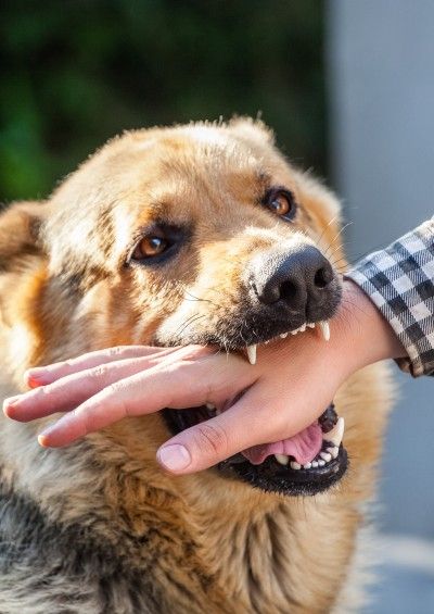 Dog attacks | City of Karratha