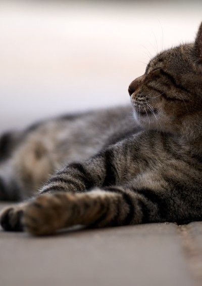 Cat registration | City of Karratha